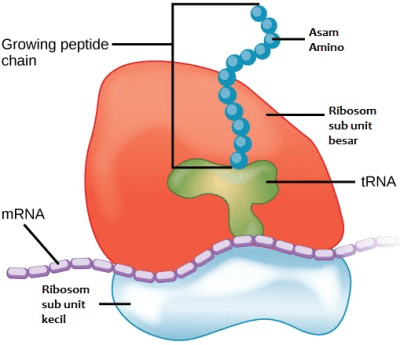 Pengertian Ribosom Struktur dan Fungsi Ribosom LENGKAP