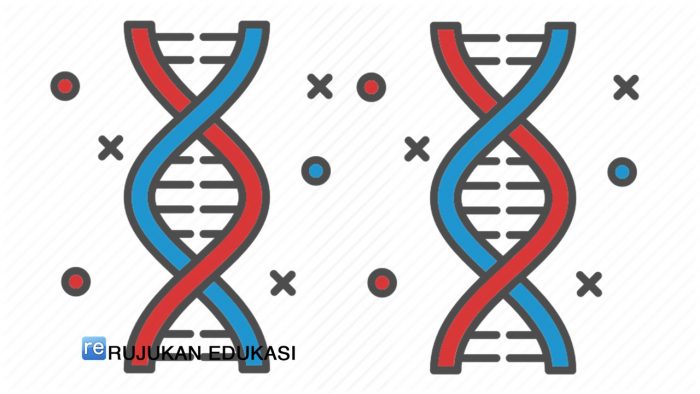 Gen Adalah Segmen-Segmen Atau Rantai DNA LENGKAP - Rujukan Edukasi